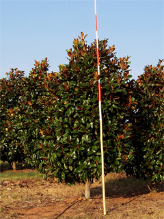 Tree Availability